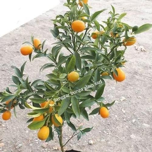 Jual INSTAN TANAMAN JERUK NAGAMI MANIS JUMBO LARIS - Jakarta Selatan ...