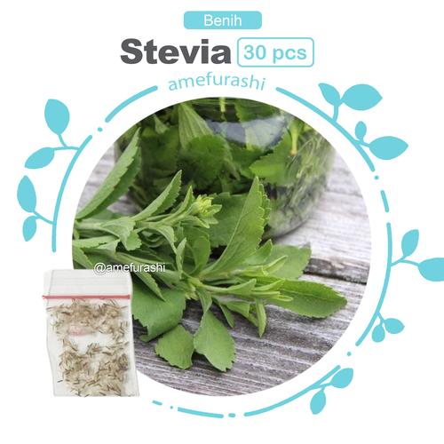 Jual Bibit / Benih /Seed Stevia Rebaudiana Candyleaf Sugar Leaf Daun ...