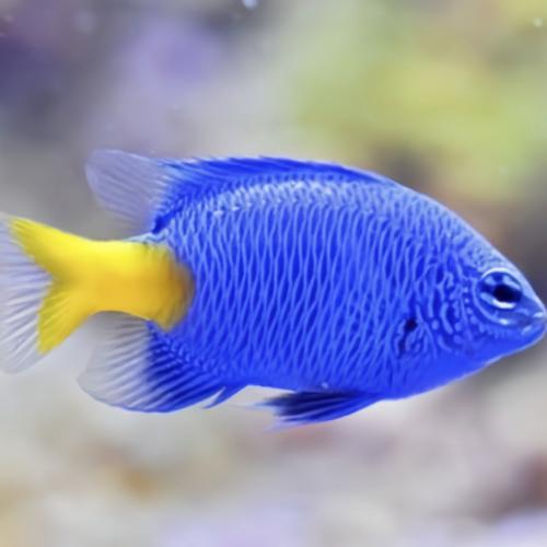 Jual ikan blue star - Kota Bandung - plankton reef | Tokopedia
