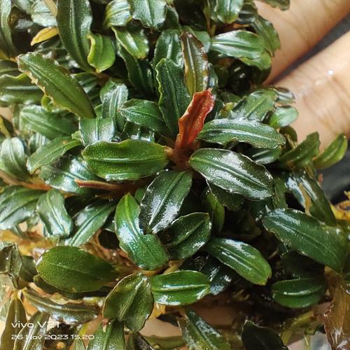 Jual bucephalandra mini, tanaman aquarium, Aquascape, dan terarium ...