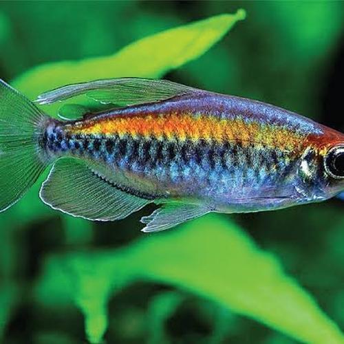 Jual Ikan Congo Tetra Aquascape - Kota Tangerang Selatan - RA Aquatic ...