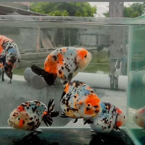 Jual Rancu sapi / ikan mas koki rancu jumbo - S - Kota Tangerang ...