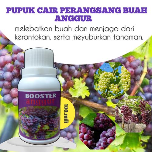 Jual Nutrisi booster anggur organik pelebat buah dan pertumbuhan akar ...