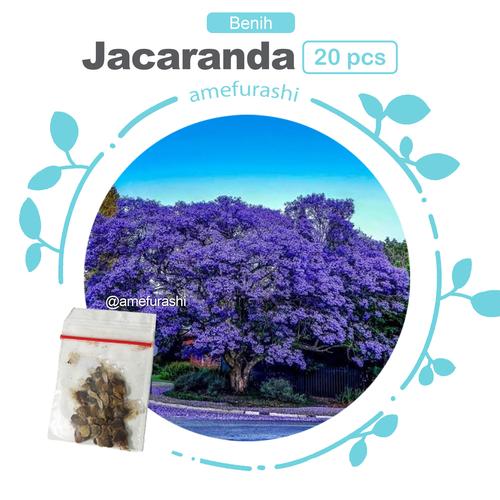 Jual Bibit / Benih / Seeds Blue Jacaranda Pretty Tree Pohon Biru - Ungu ...