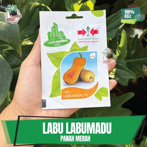 Jual Benih Bibit Biji Tanaman Labu Madu F1 Sayuran Hidroponik Panah ...