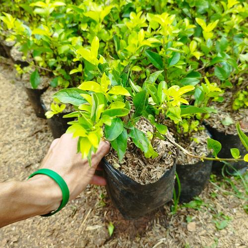 Jual tanaman hias teh tehan pagar - tanaman pangkas kuning tehtehan ...