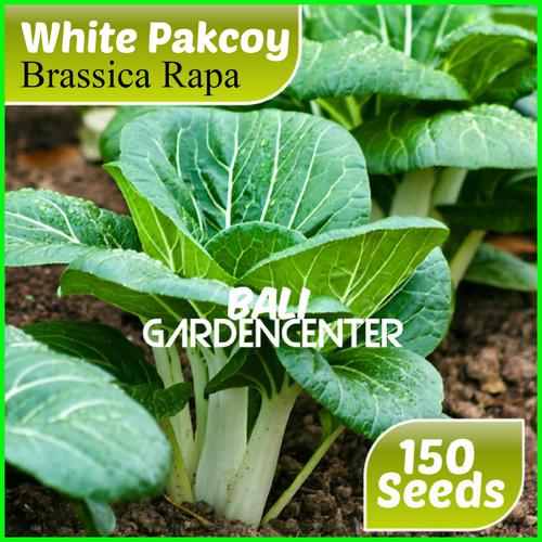 Jual Benih Biji Sawi Pakcoy Putih - White Pakcoy - Kab. Badung - Bali ...
