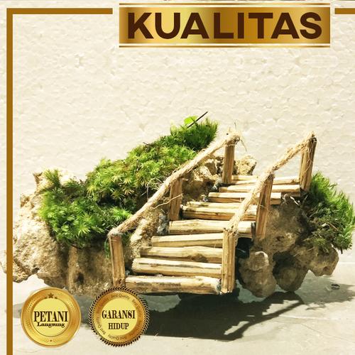 Jual Tangga Kayu Batu Moss Hiasan Aquarium Tanaman Air Aquascape Ikan ...
