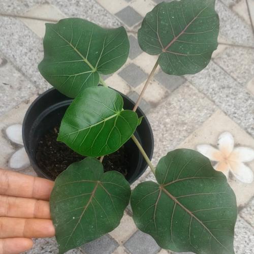 Jual ficus petiolaris rare plant - Kab. Banyumas - drupadi_kebons ...