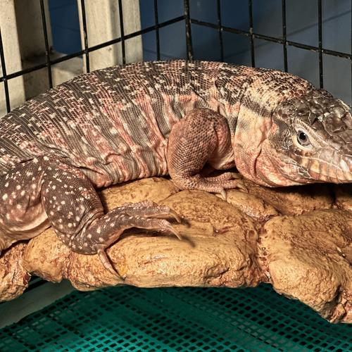 Jual Red tegu super semok mulus overall reptile lizard - Jakarta Pusat ...