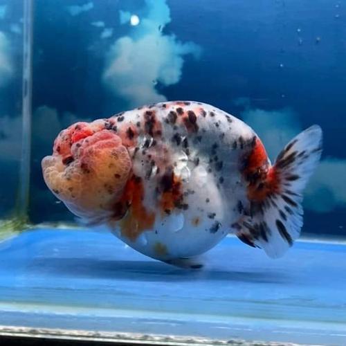 Jual ikan mas koki rancu sapi 10 11cm - Kota Tangerang Selatan ...