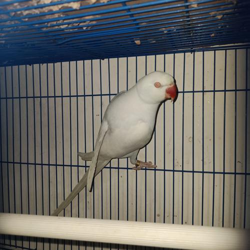 Jual IRN Albino/indian ringneck albino Jantan - Kota Tangerang - Jaya ...