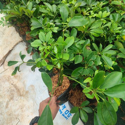 Jual tanaman hias walisongo hijau - pohon wali songo - walisongo hijau ...