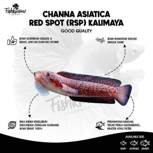 Jual IKAN HIAS CHANNA ASIATICA RED SPOT (RSP) KALIMAYA GRADE A - 4-6 cm ...
