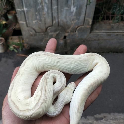 Jual Ball Python Fire Pastel Lesser Leopard Clown Poss Het Genetic ...