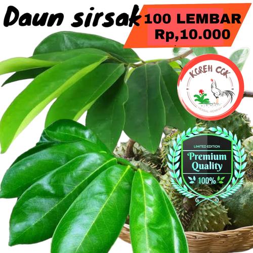 Jual 100lembar Daun Sirsak Segar Organik Alami Aman Dikonsumsi Tua Muda ...