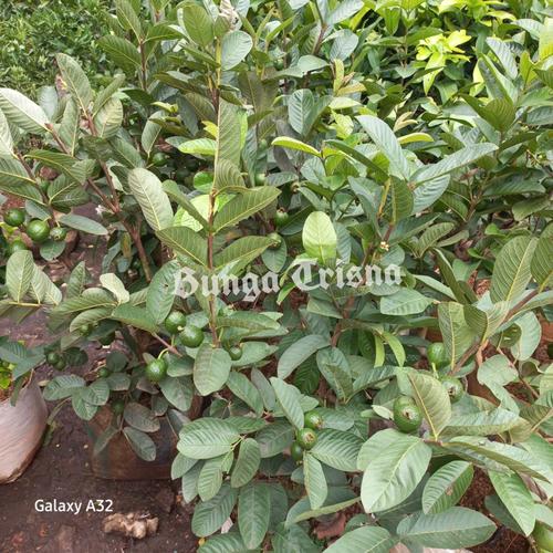 Jual Tanaman buah jambu biji big size / Pohon buah jambu biji berbuah ...