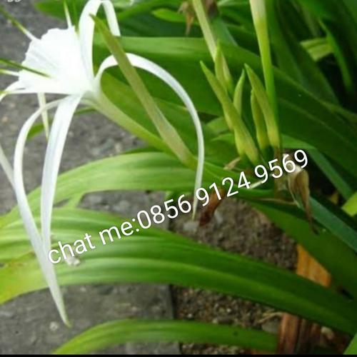 Jual Tanaman Hias bunga lili _Bakung lele pohon bakung lele - Kab ...