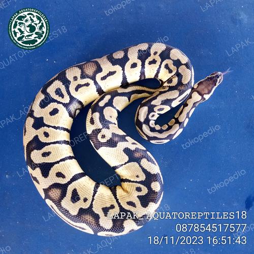 Jual Ball Phyton Pastel Het Clown Female Garansi Sex Dan Morph Kab