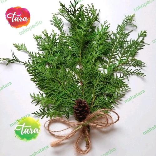Jual Daun Cemara Kipas Hijau, Fresh Cypress,Art,Photografi, Herb ...