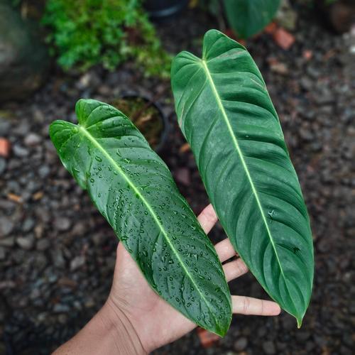 Jual philodendron esmeraldense narrow form (real pict) rare - Kab ...