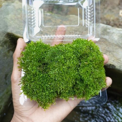 Jual Tanaman Sintetis Moss Aquascape Ricardia Porsi mika untuk Hiasan ...