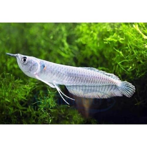 Jual (Bandung) Ikan Hias Arwana Silver Brazil Arowana Air Tawar ...
