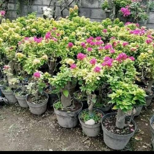 Jual tanaman bunga bougenville bonsai mikro Singapore batang besar ...