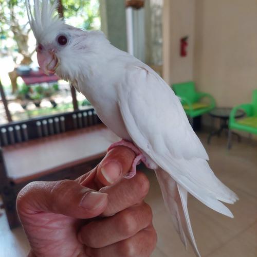 Jual Falk Australia White Albino Jinak Total Aman Buat Anak - Jakarta ...