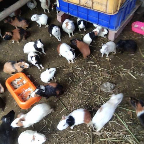 Jual marmut peliharaan atau pakan reptil - pakan - Kota Bandung - tikus ...