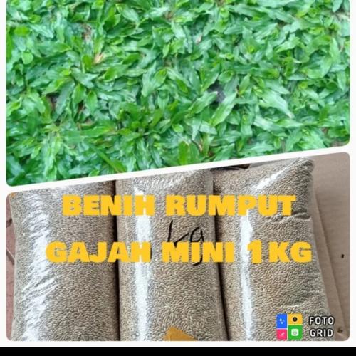 Jual benih bibit rumput gajah mini biasa 1 kg - Kota Bogor ...