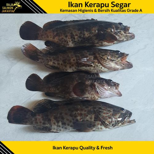 Jual Ikan Kerapu Segar/Fresh 1kg Isi 3-4 Ekor - Kerapu Ikan Laut ...