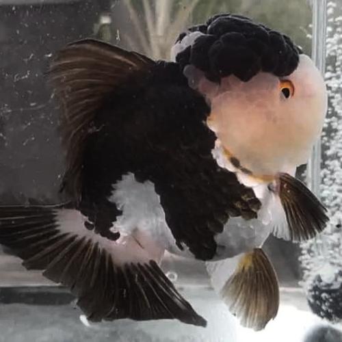 Jual Ikan mas koki oranda panda ukuran 13cm up short - Kota Tangerang ...