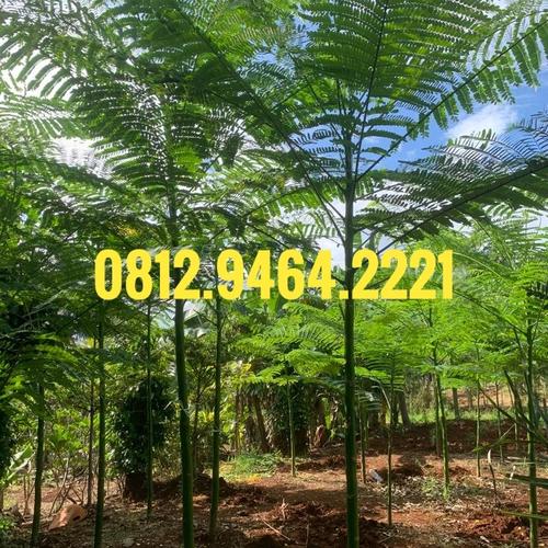 Jual Pusat Pohon Solobium Pakis Brazil Tinggi Rimbun Tanaman Peneduh ...