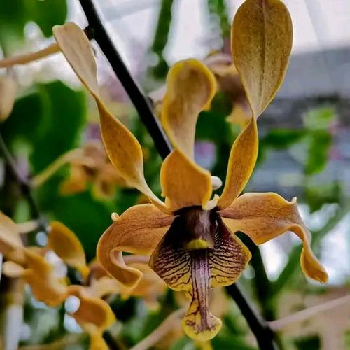 Jual Anggrek Dendrobium Besi X Helix Remaja Dan Dewasa - Kota Bogor ...