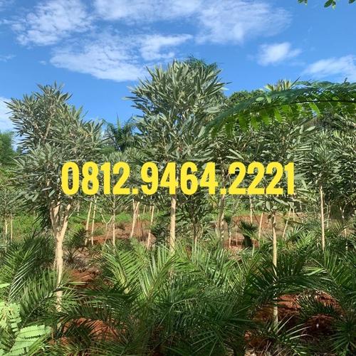 Jual Pohon Tabebuya Bunga Kuning Rimbun Minimalis Murah Meriah ...