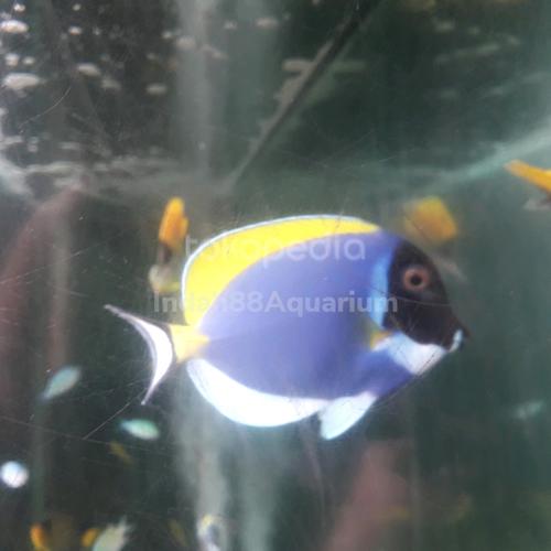 Jual Botana Biru Ikan hias air laut - Kota Medan - Indah88Aquarium ...