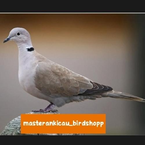 Jual burung puter pelung dewasa gacor mewah - Jakarta Timur ...