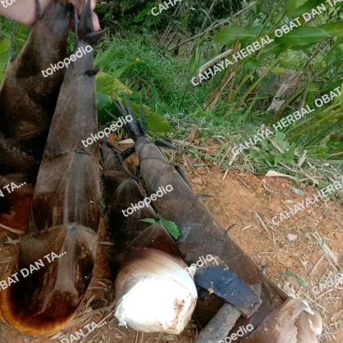 Jual Rebung bambu muda sayur per 500g - Kab. Bogor - CAHAYA HERBAL OBAT ...