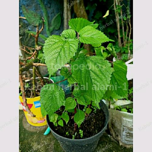 Jual Daun jelatang/daun gatal 500 gram - Jakarta Selatan - Kebun herbal ...
