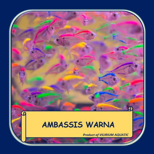 Jual IKAN HIAS AIR TAWAR - AMBASSIS aka GLASSFISH COLOR - Jakarta Pusat ...