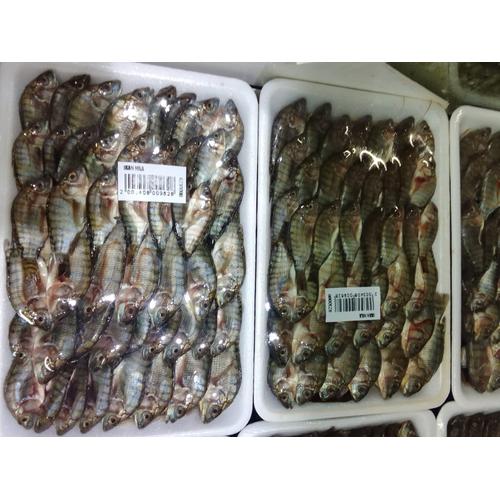 Jual Ikan Nila Baby Per pack/Ikan Nila kecil per Bungkus - Kota ...