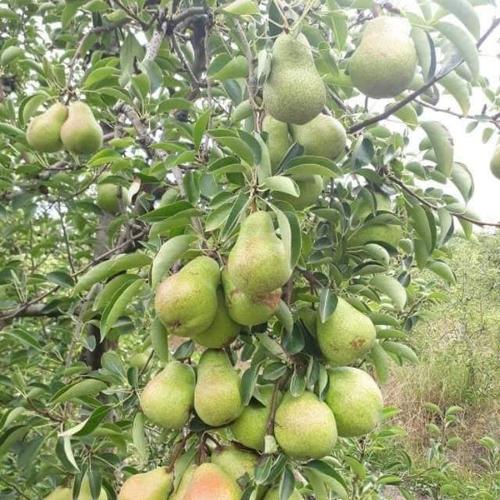 Jual bibit tanaman pir hijau cangkok batang besar cepat berbuah - Kota ...