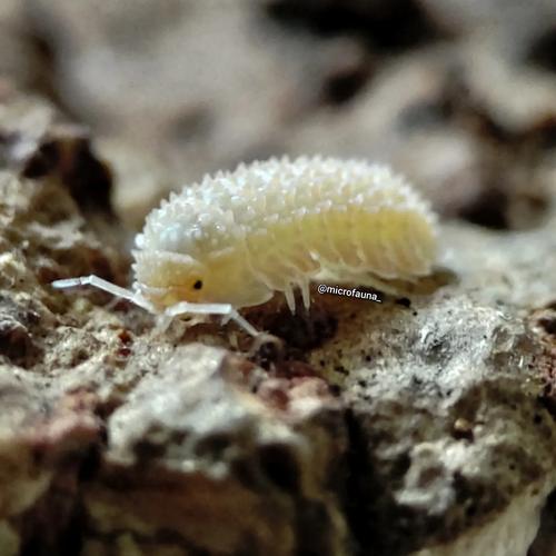 Jual Isopods / isopoda cristarmadillidium muricatum - Kab. Tangerang ...