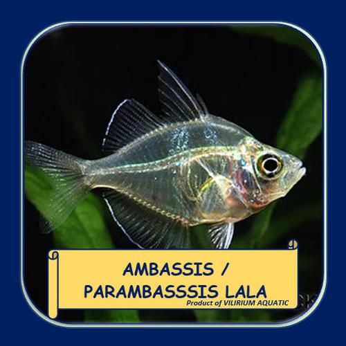 Jual IKAN HIAS AIR TAWAR - TETRA GLASS FISH / AMBASSIS (±2cm) - Jakarta ...