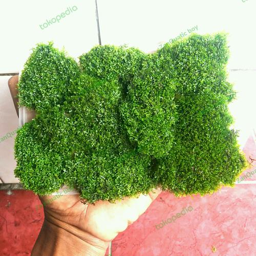 Jual moss ricardia mini clam alam/tanaman aquascape - Kab. Subang ...