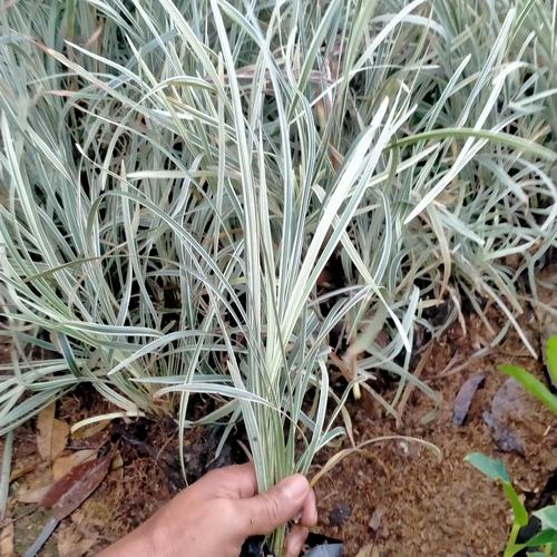 Jual Alang Alang putih/jaburan - Kab. Bogor - Aqila flora | Tokopedia