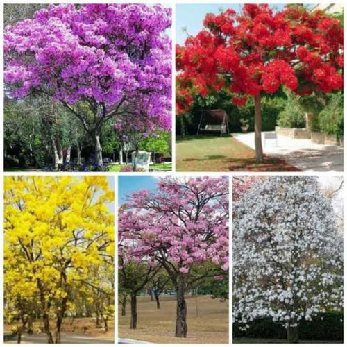 Jual Bibit Tanaman Biji Tabebuya , merah, ungu, pink , kuning, putih ...