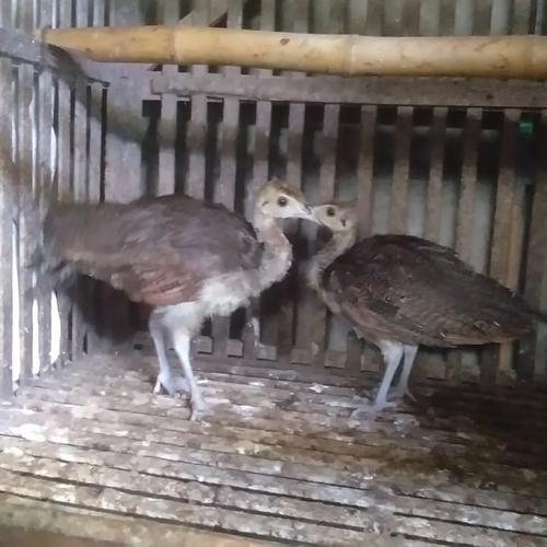 Jual anak burung merak biru - Kab. Kulon Progo - ayam hias kulon progo ...