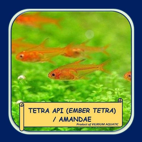 Jual IKAN HIAS AIR TAWAR - TETRA API / EMBER TETRA / AMANDAE - Jakarta ...